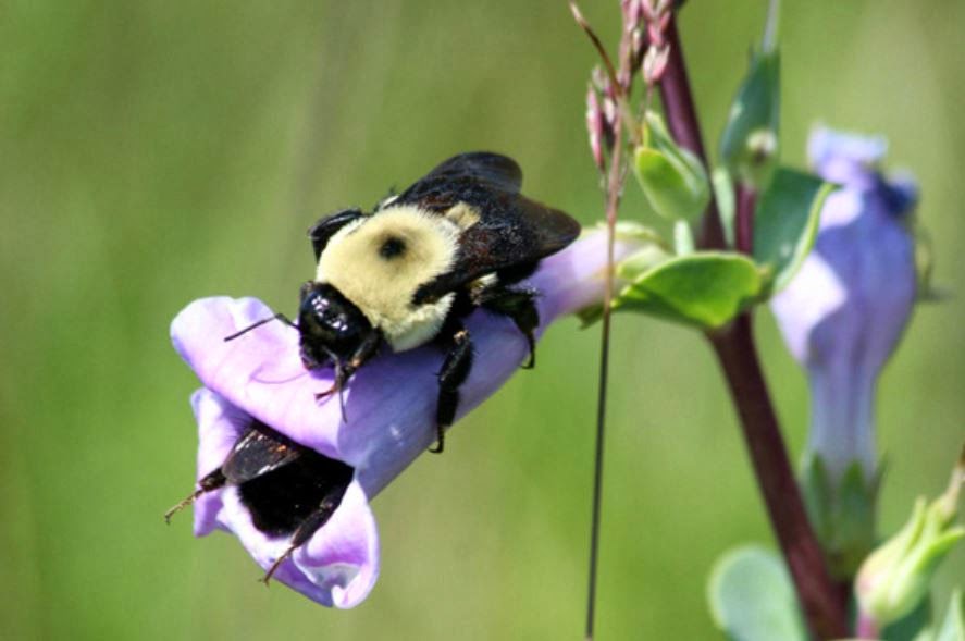 Missouri Beginning Farming: Plight of the Bumble Bee: Conserving ...
