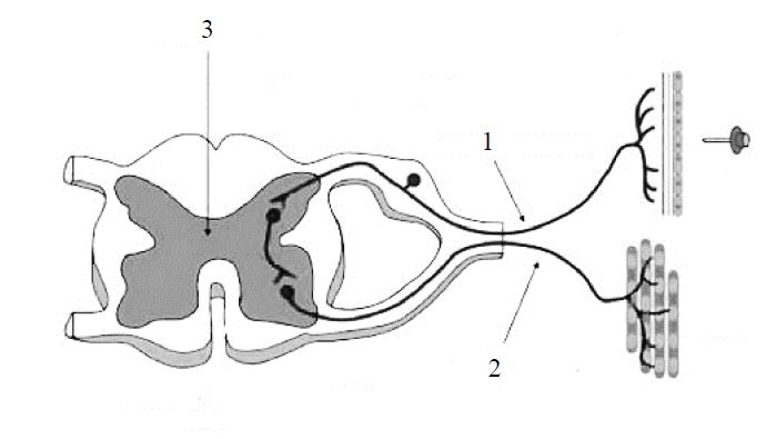 Tour To Biology: ICSE 2018: The diagram given below shows the internal ...
