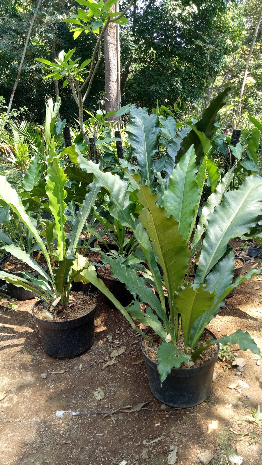 10 TANAMAN INDOR YANG COCOK DI DALAM RUANGAN ~ SINOX NURSERY