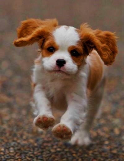 Florida, Warmth And Water: A Blessing Called Banjo