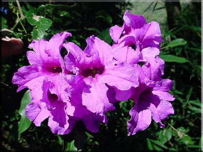 NATURALEZA SALVAJE: FLORA