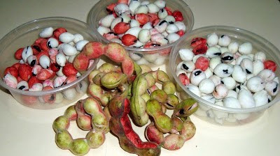 Naturalism - the Eighth Sense: Re-discovering the Camachile Tree