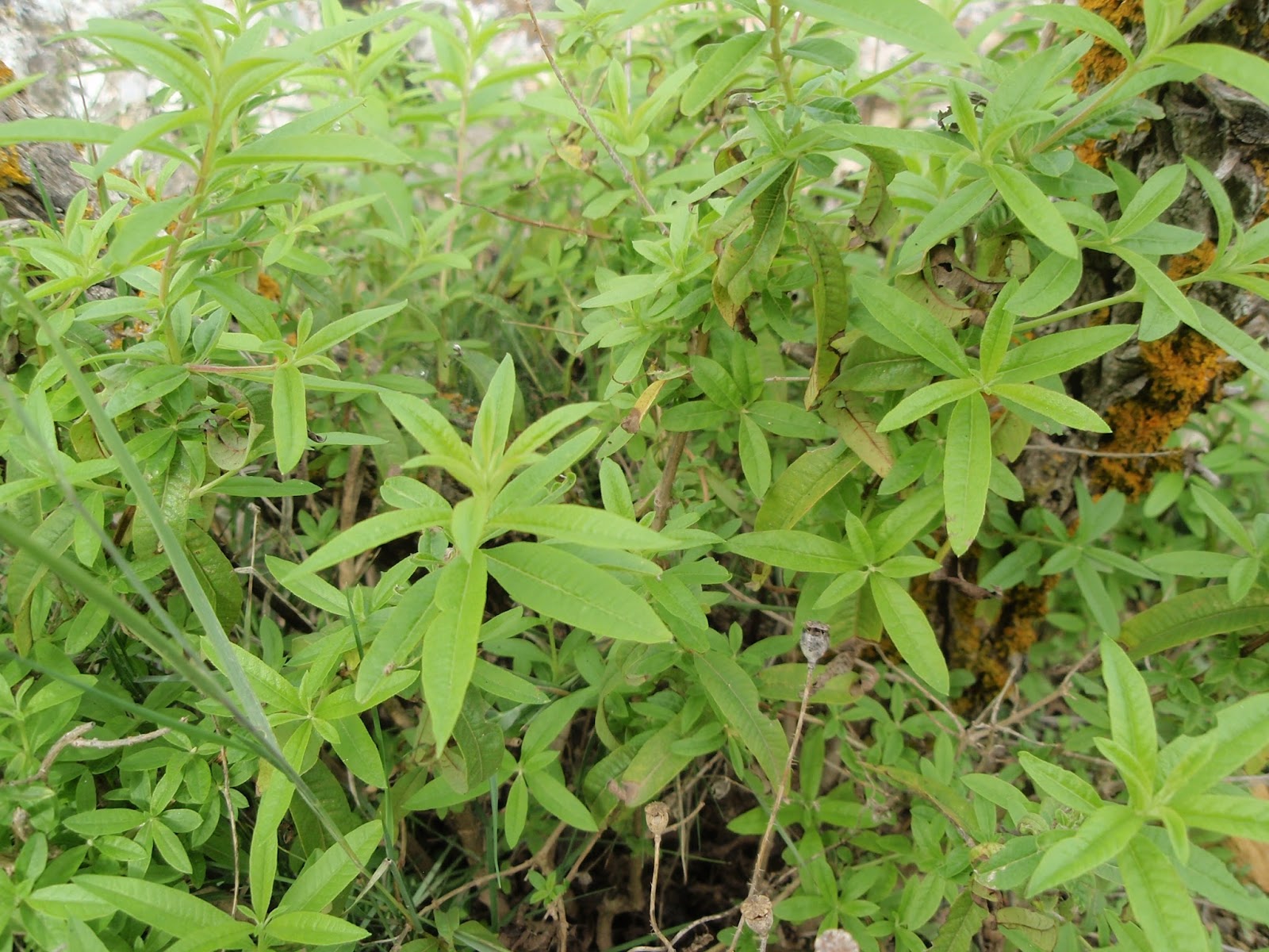 HERBARIO VIRTUAL DE BANYERES DE MARIOLA Y ALICANTE: Lippia citriodora ...