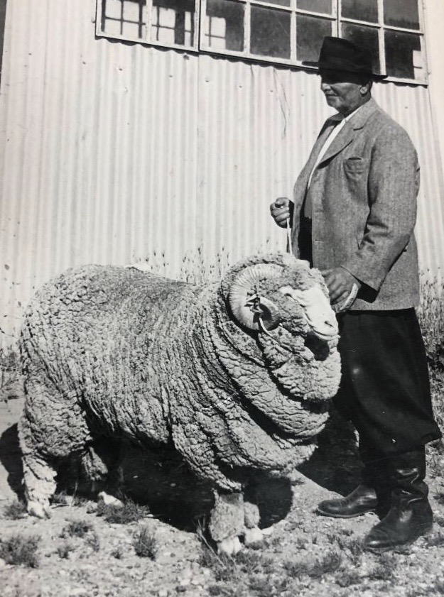 Zootecnia Digital: Entre "finos" y "planteles" ... DIEZ: los MERINO ...