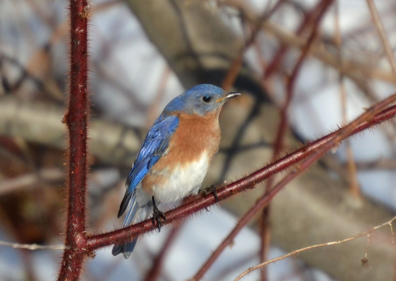 Woods Walks and Wildlife: February 2013