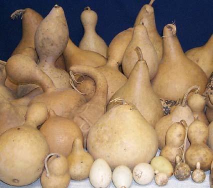 Growing Branches: Gourds