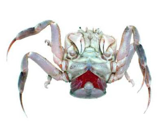 Makhluk Mitologi Jepang : Aneh dan Menakutkan - Seven Astrals