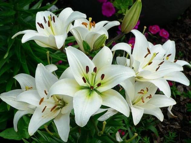 What is the national flower of Italy