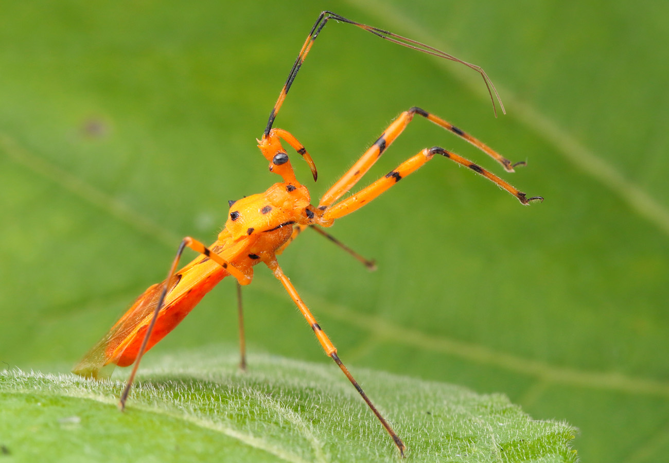 Species New to Science: [Entomology • 2016] Epidaus wangi • A New ...