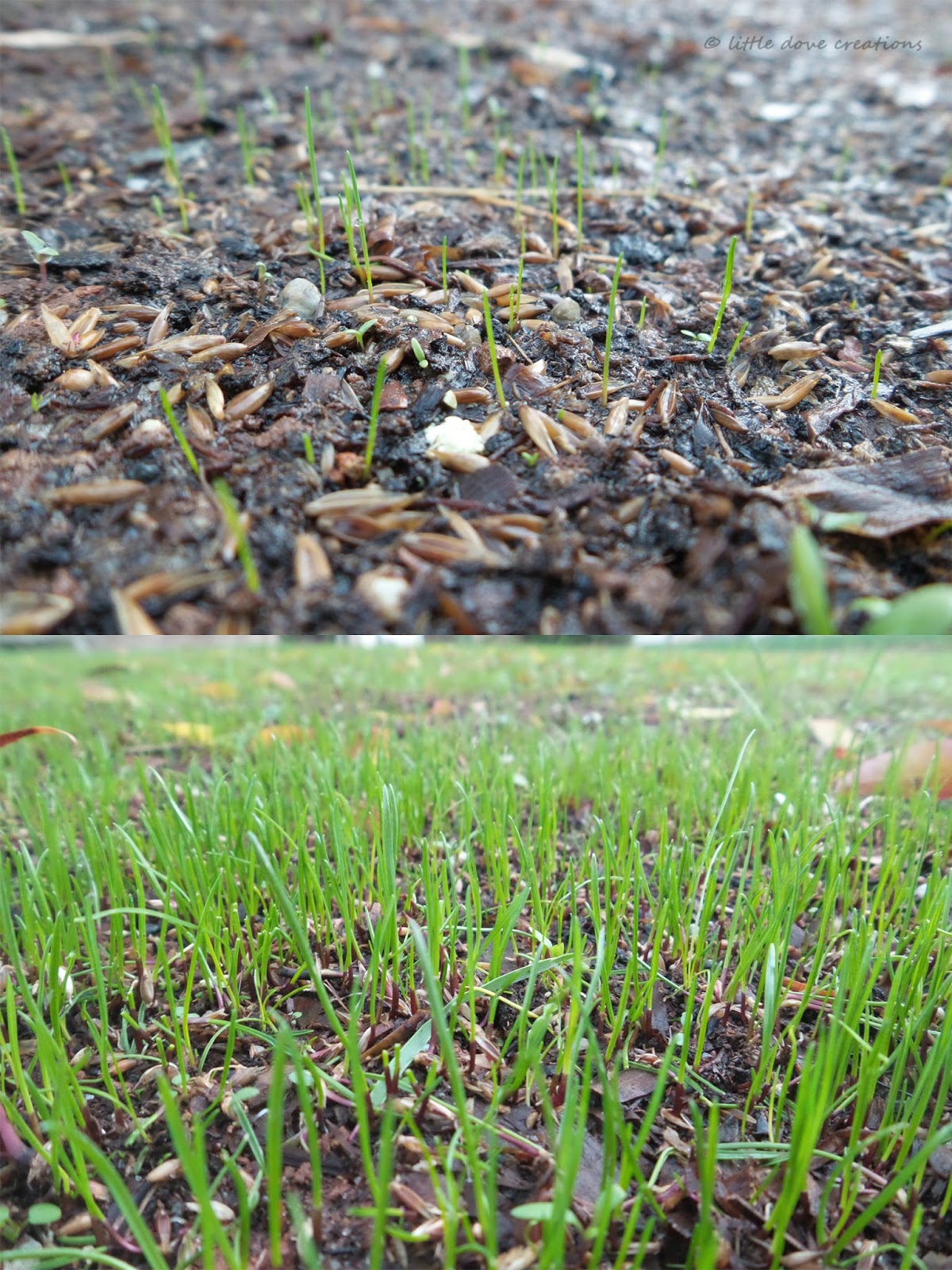 Little Dove Creations: baby grass and a yard update