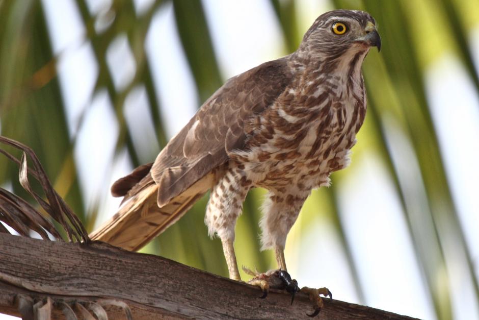 EKOGEO: BURUNG ELANG YANG LANGKA DAN BURUNG EKSOTIS INDONESIA LAINNYA