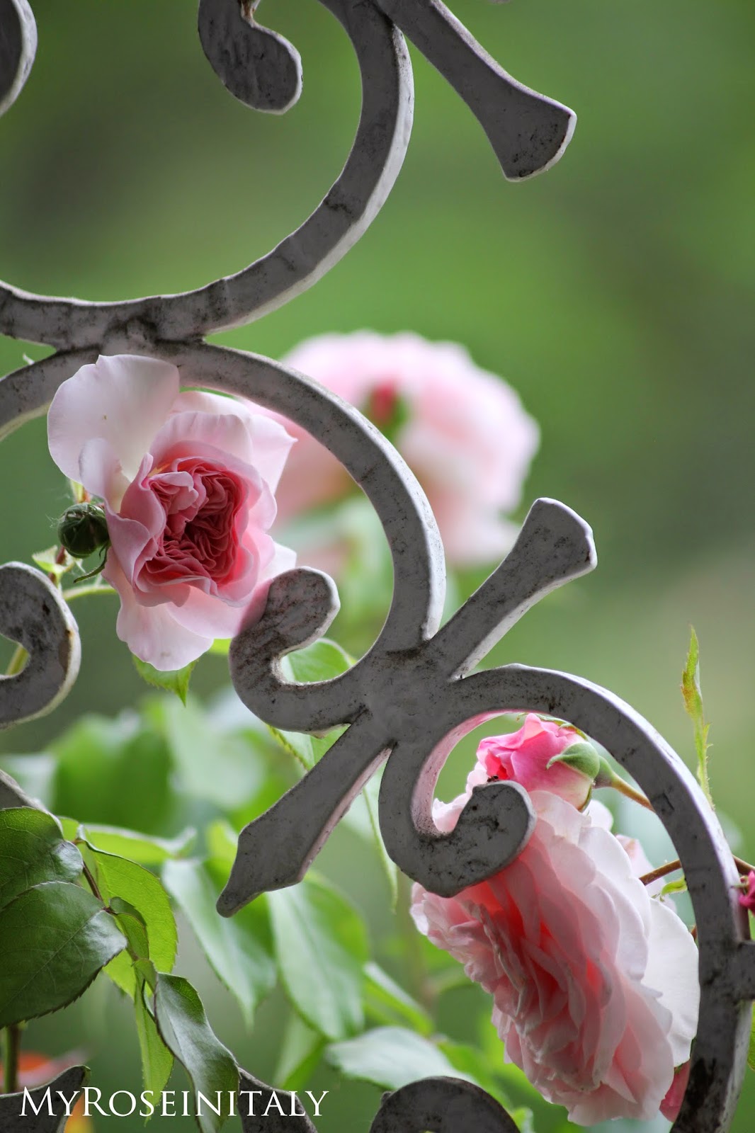 My RoseinItaly: Roseto in terrazzo