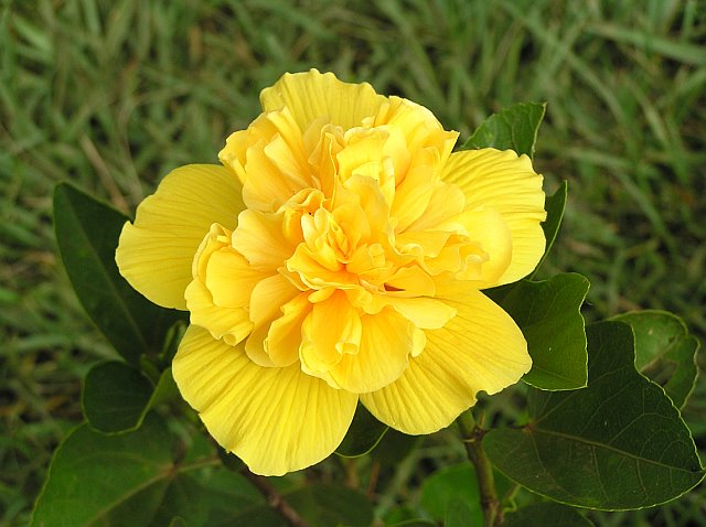 Elgon Pearls - A Ugandan Journey: Ugandan Flowers, Shrubs and Trees