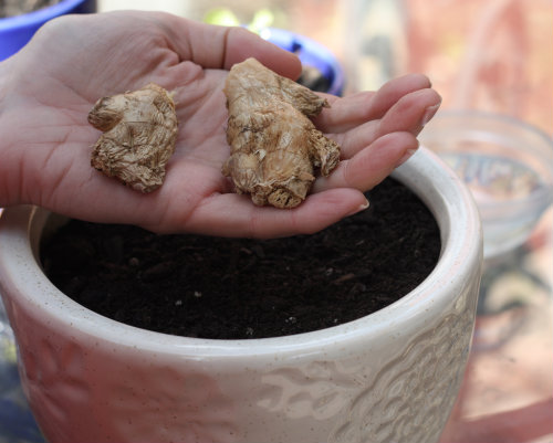 How To: Plant and Grow Ginger Root | 17 Apart