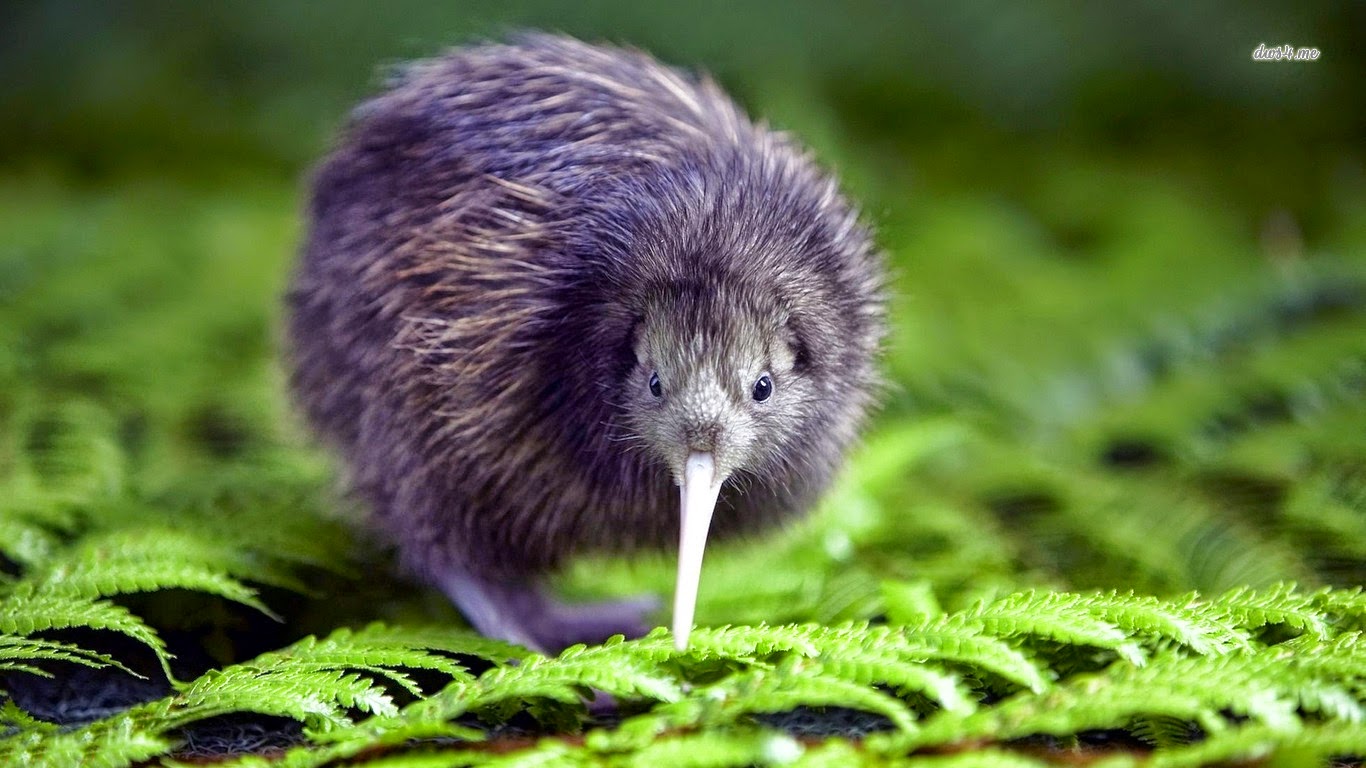 KIWI BIRD photos - wallpapers | the fun bank