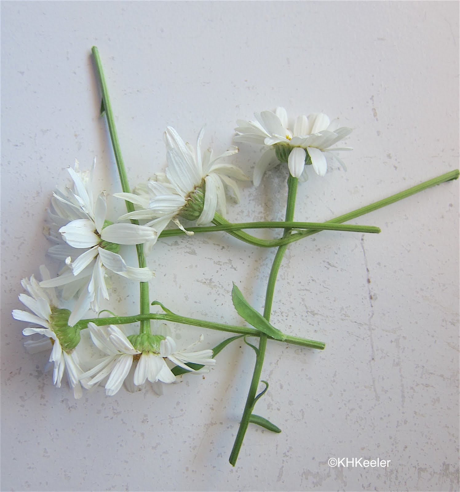 A Wandering Botanist: Plant Story--Ox-Eye Daisy, Leucanthemum vulgare,