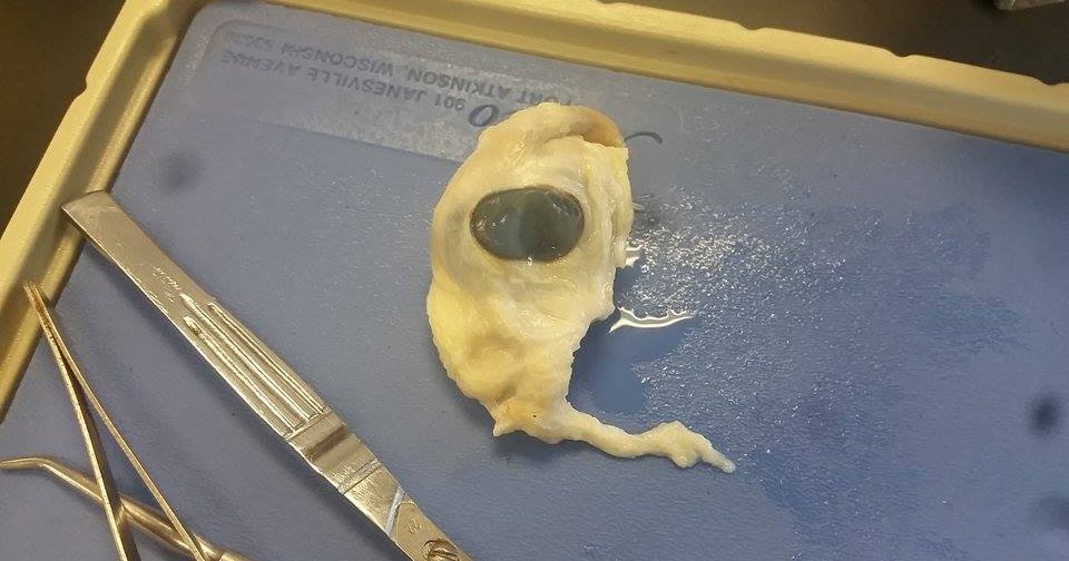Shreya's Anatomy and Physiology Blog: Sheep Eye Dissection