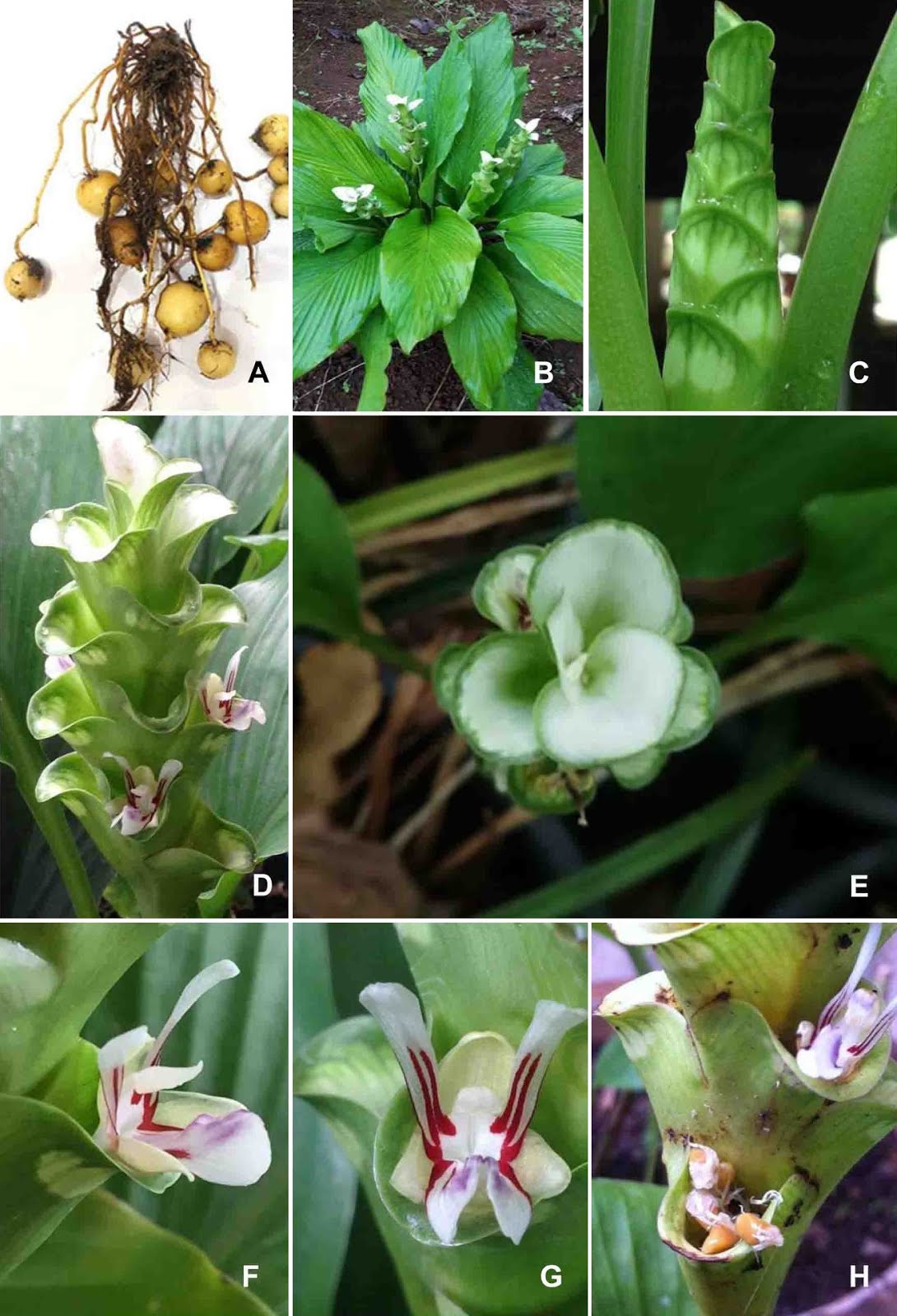 Species New to Science: [Botany • 2019] Curcuma saraburiensis ...
