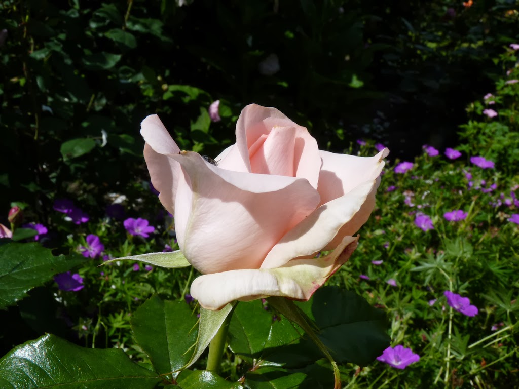 Høneballehaven på Samsø: Flere fristelser og lidt sol