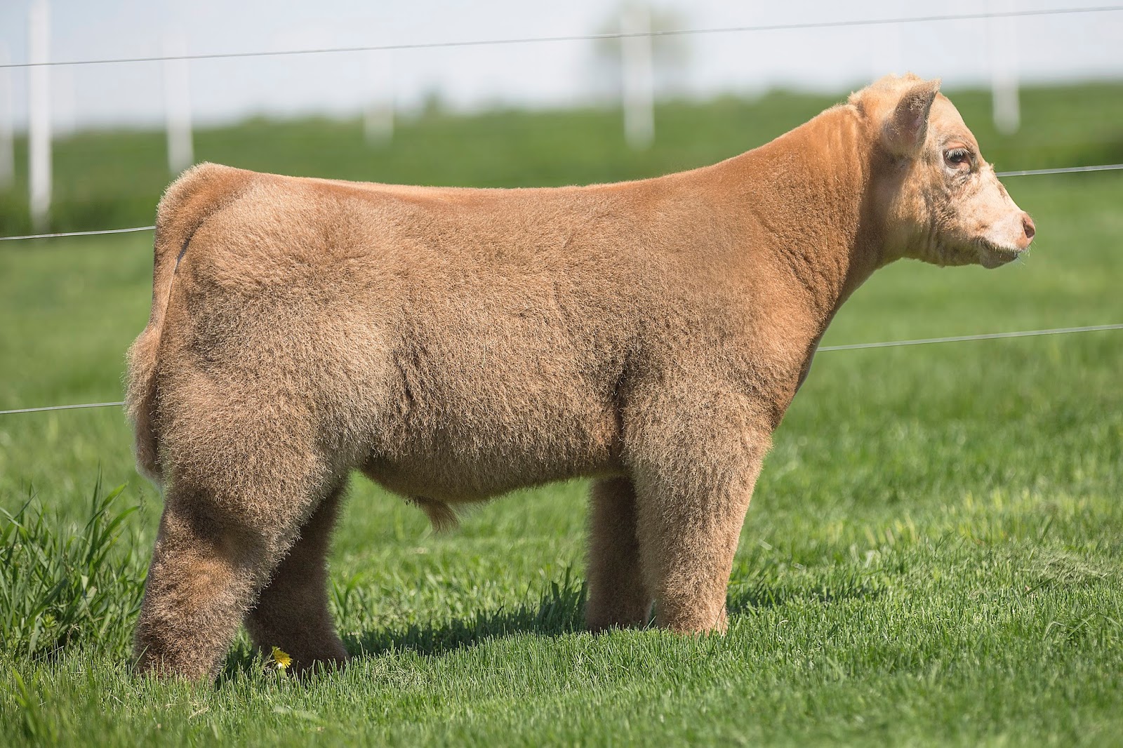RCC Blog: HI HO SILVER! Look for this Hi Ho Silver Calf in the First ...
