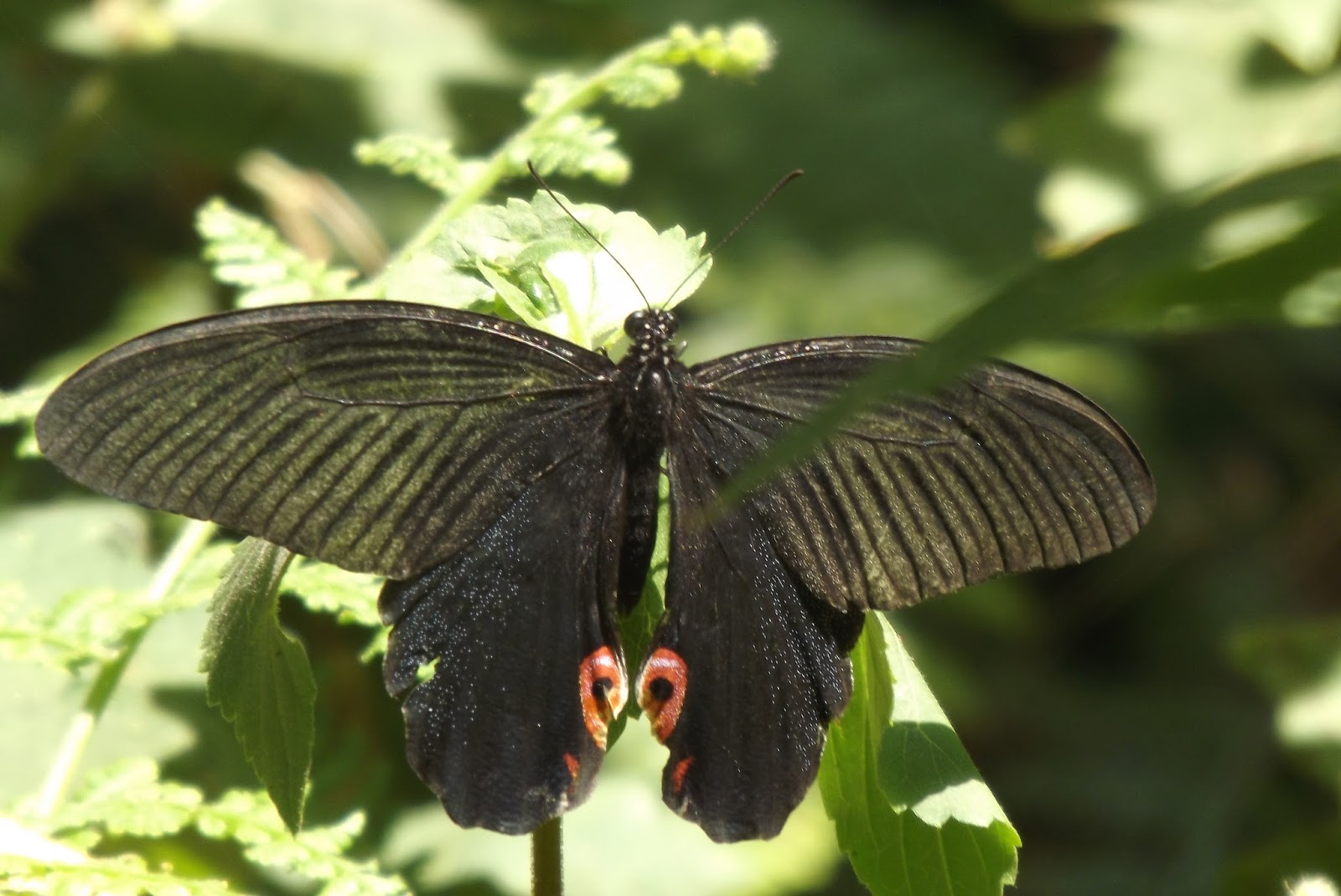 Butterflies of Nepal: Spangle ( Papilio protenor ) from Panchase Forest ...