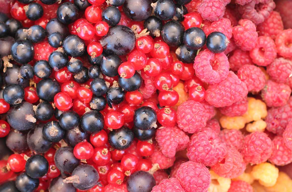 un Jardin-Potager en Hesbaye: Fruits rouges