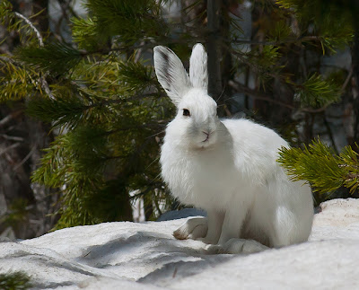 Snowshoe Hare | A Beautiful Animal | The Wildlife