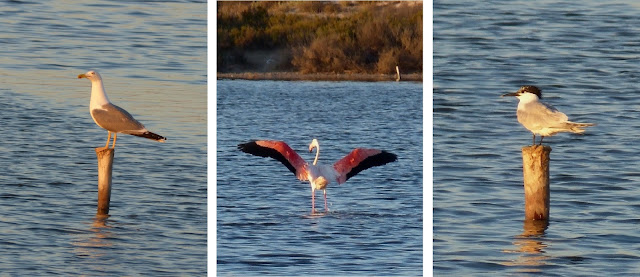 geopiedra: Aves en el Mar Menor / Bird-watching in La Manga