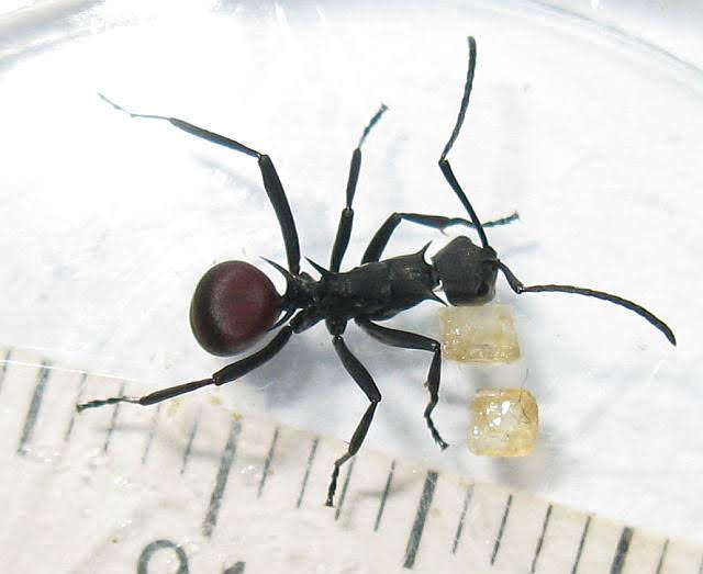 Photos and Info on Ants and Termites of Malaysia: Polyrhachis sp