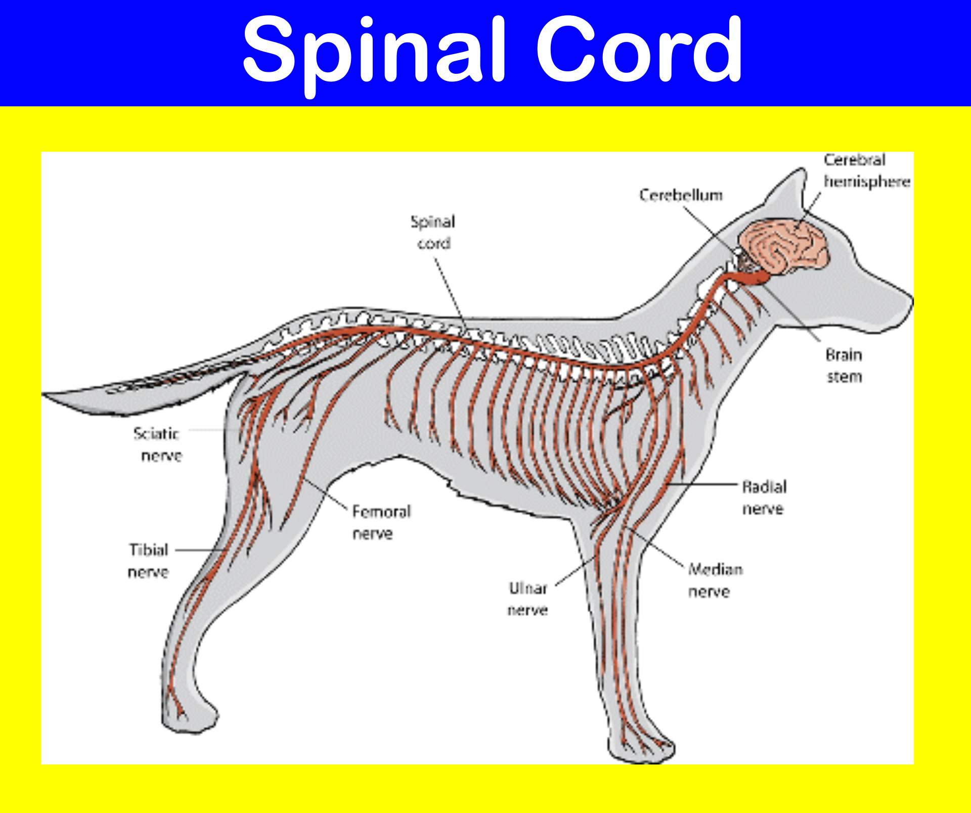 Spinal Cord | Neurology | Anjani Mishra Spinal Cord | Neurology | Anjani Mishra