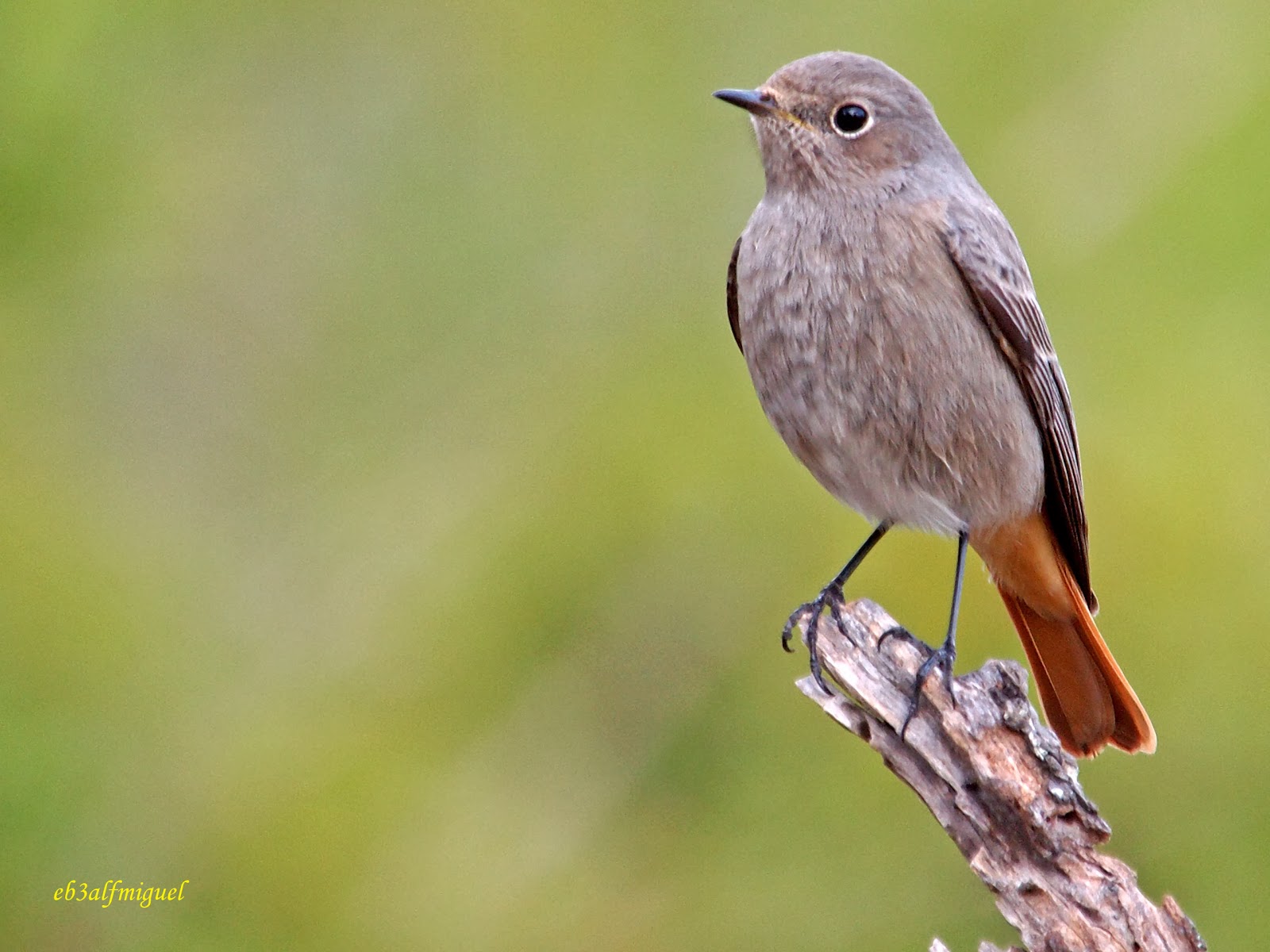 Miguel fotografia: Colirrojo tizón (Phoenicurus ochruros)