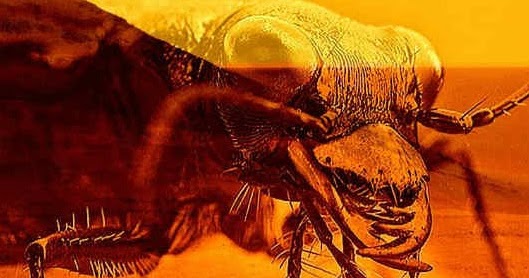 Lone Star Parson: Insect Life on Mars?