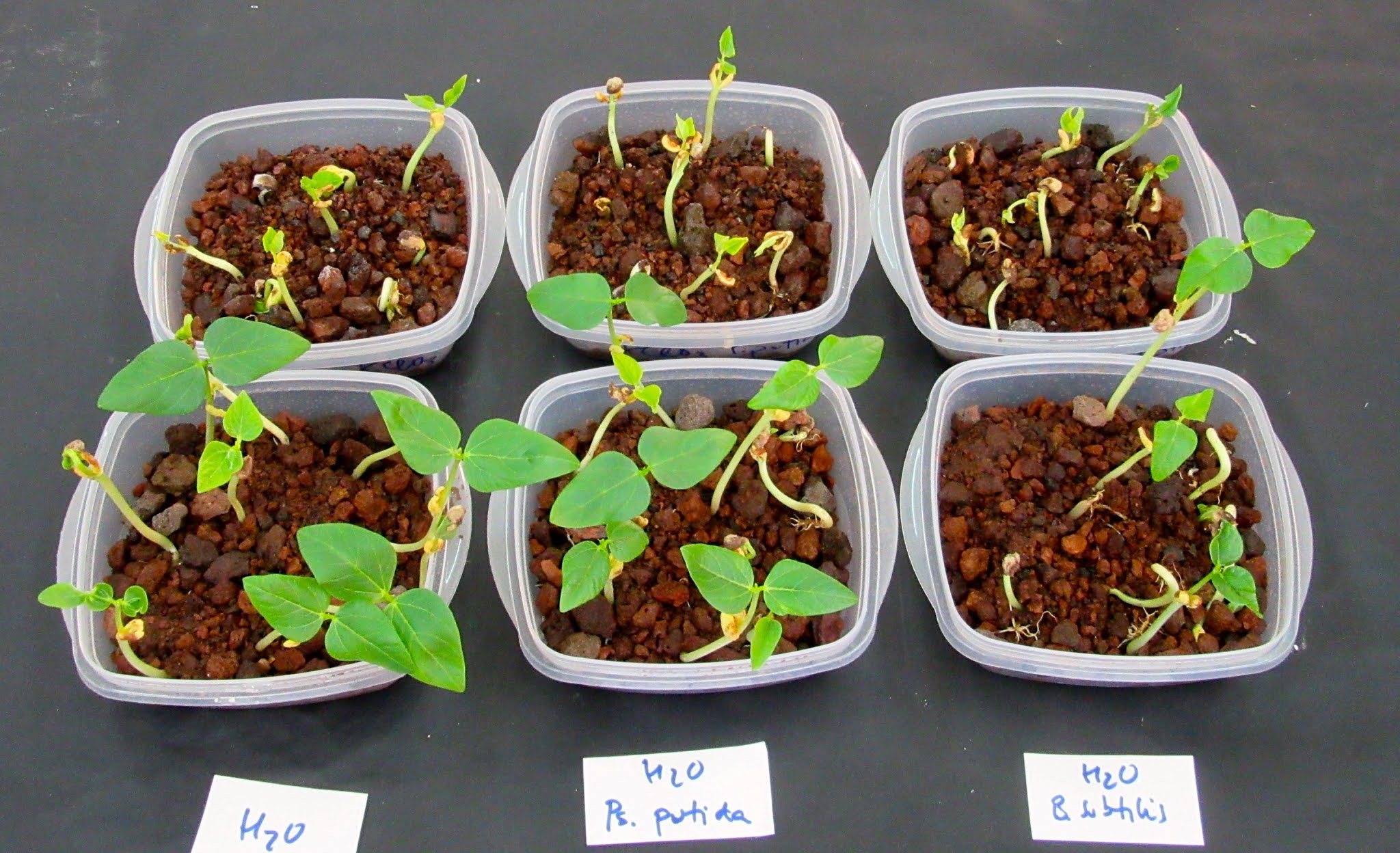 Sobrevivir en planetas salados: Comienzan a crecer nuestras plantas en ...