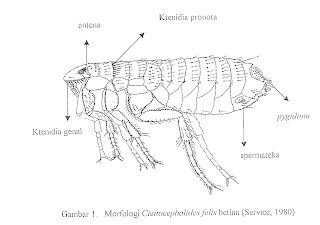 Pinjal dan Metode Pengendaliannya – Jati.id