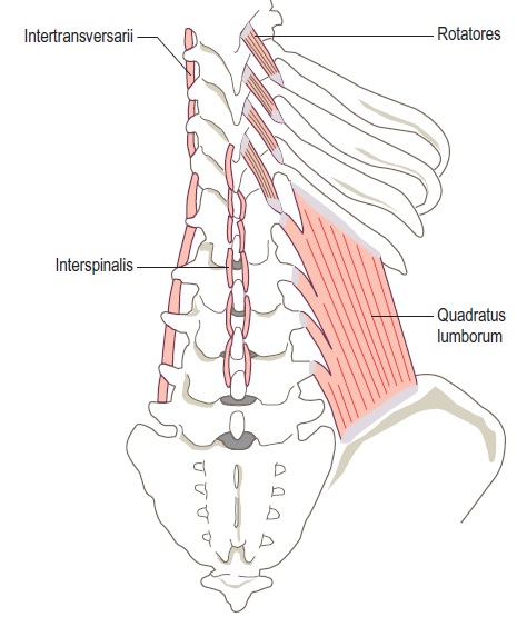 Muscle Academy Blog: Deadlifting for back development?