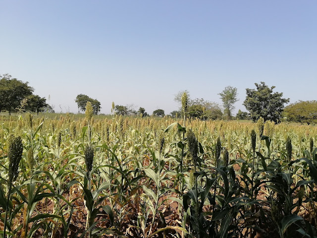 INFOS Recherches Environnementales et Agricoles : Production fourragère ...