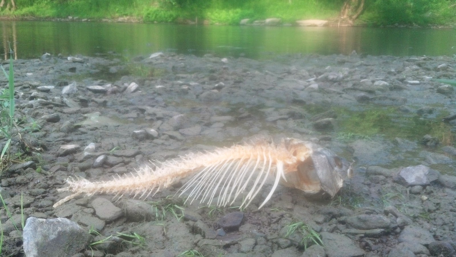 Blue Collar Bonefish: Pennsylvania River Carpin'