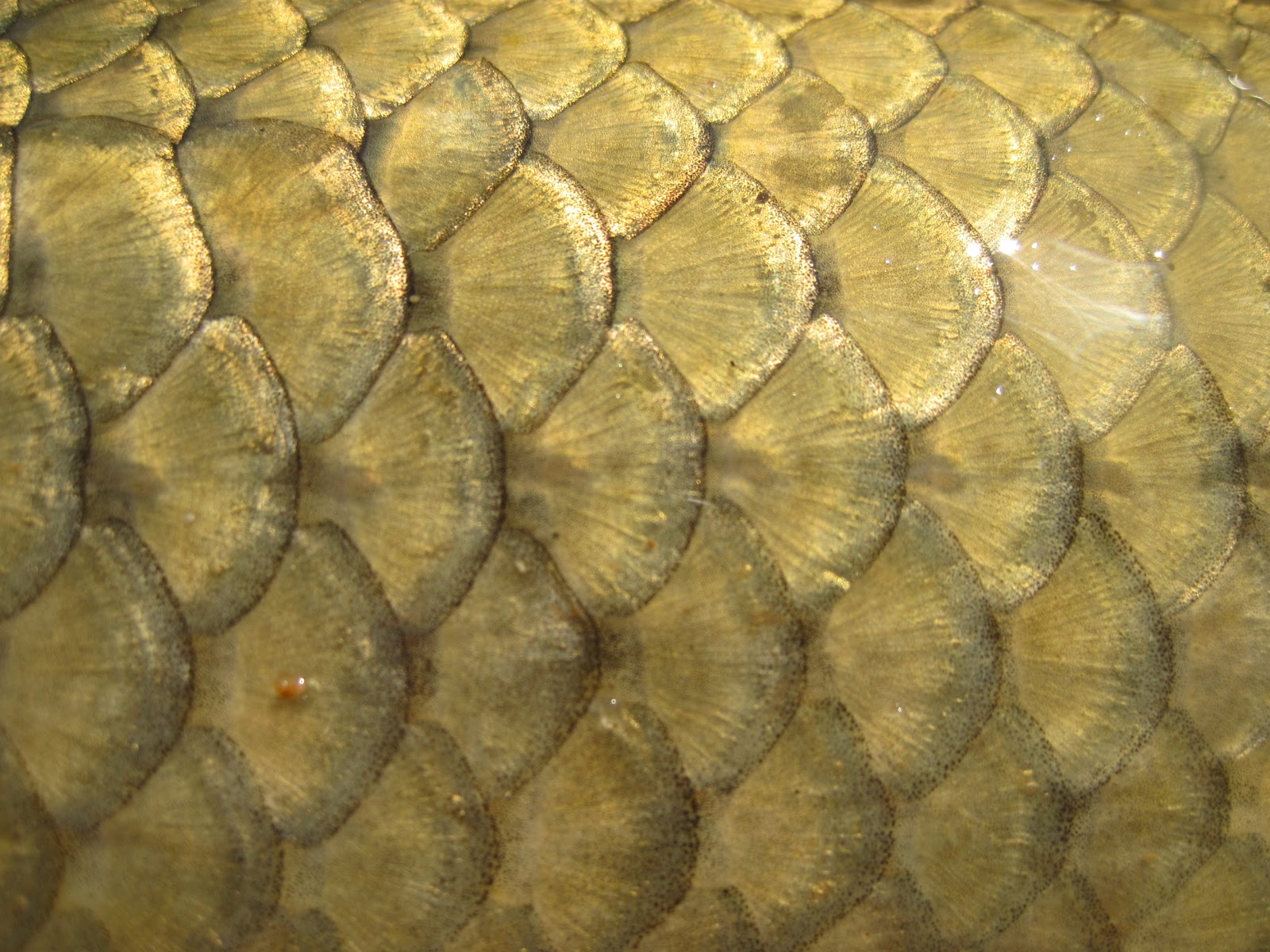 White Bass Can't Jump