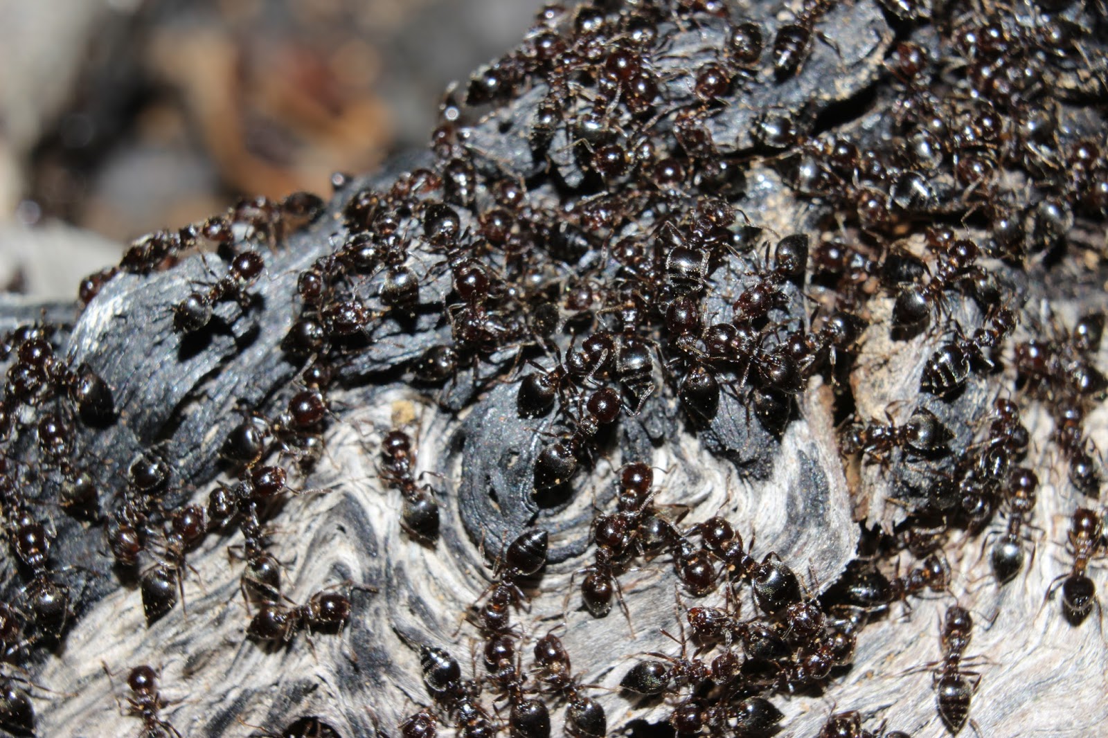 Biodiversity of Cyprus by NGO Protection of the Natural Heritage and ...