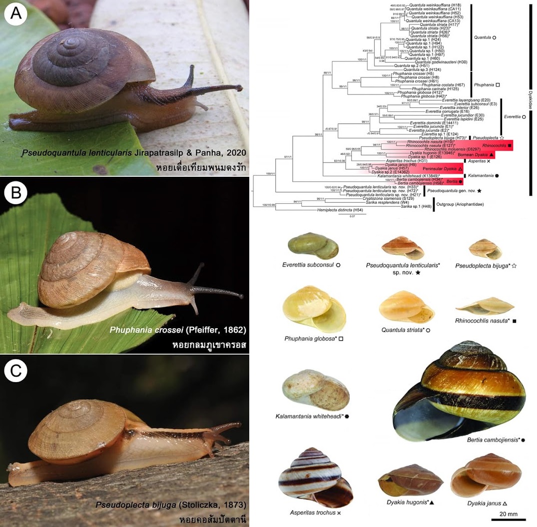 Species New to Science: [Mollusca • 2021] Molecular Phylogeny of the Limacoid Snail Family ...