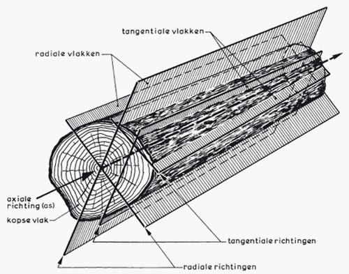 Houtanatomie: Vlakken en richtingen in hout