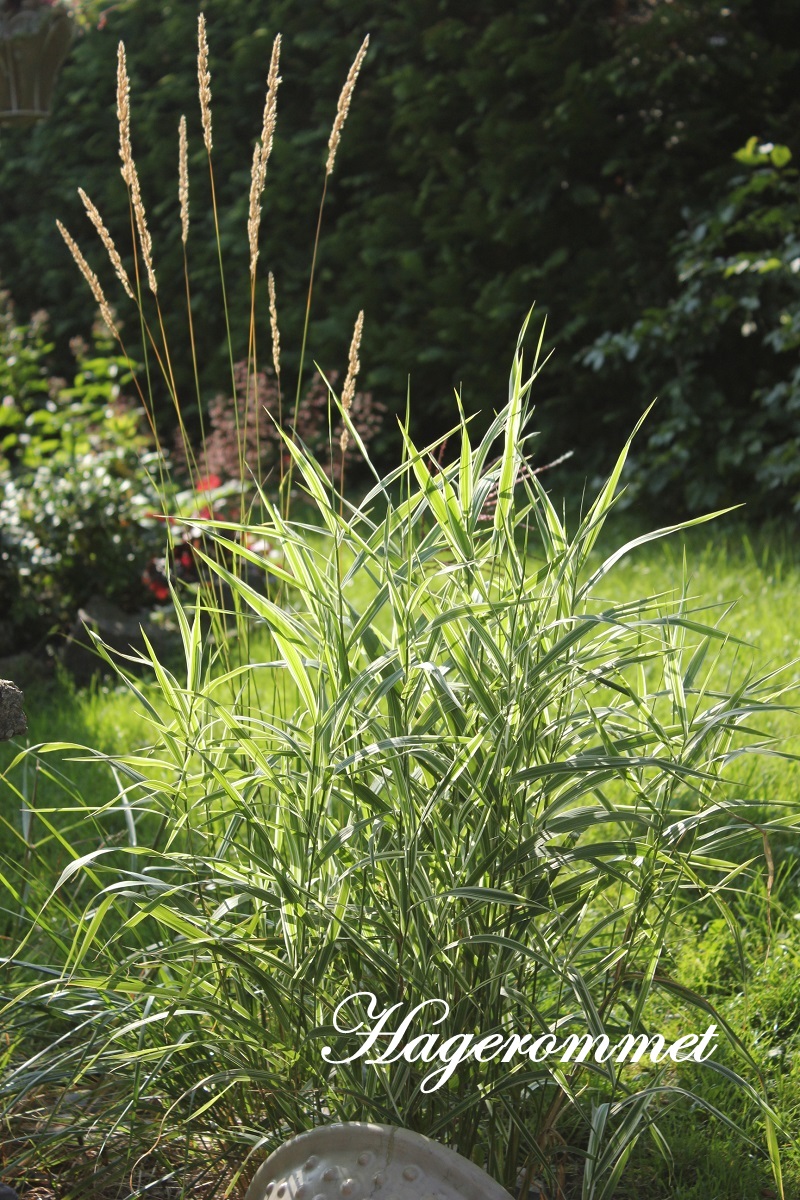 Hagerommet: Prydgress...