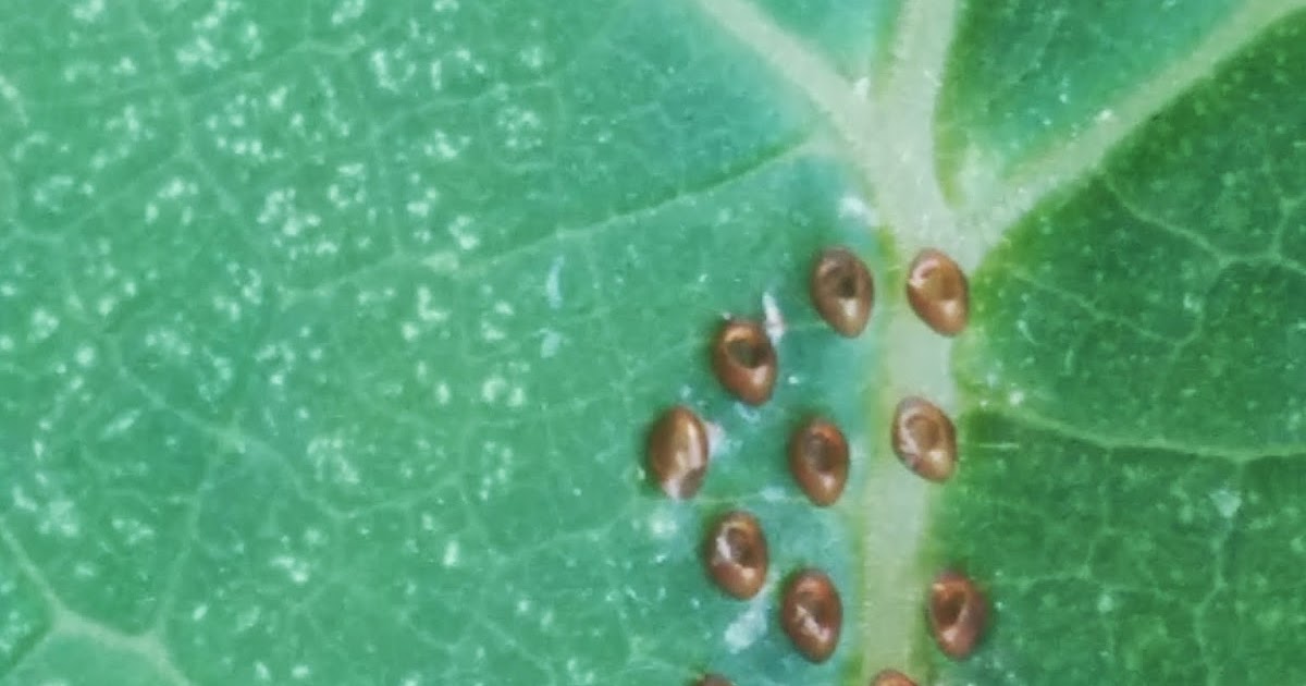 Fowlington Buzz Summer Of Science The Life Cycle Of A Squash Bug
