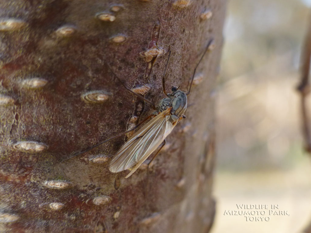 アカムシユスリカ Akamushi-yusurika Chironomid Midge-水元公園の生き物
