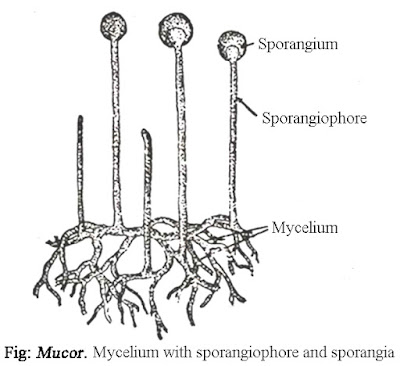 MUCOR - CLASSIFICATION, VEGETATIVE STRUCTURE, REPRODUCTION