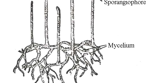 MUCOR - CLASSIFICATION, VEGETATIVE STRUCTURE, REPRODUCTION