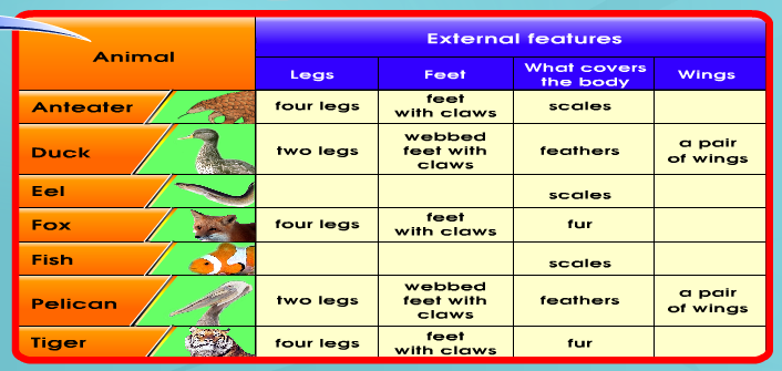 animals can be grouped according to external features