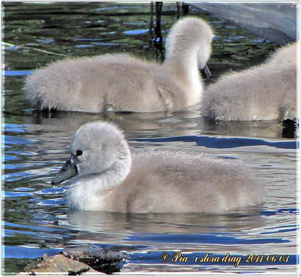 Mitt liv i stora drag...: Hoppas ni gillar svanar?