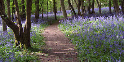 Tales and Travel: The Bluebells of Christmas Common