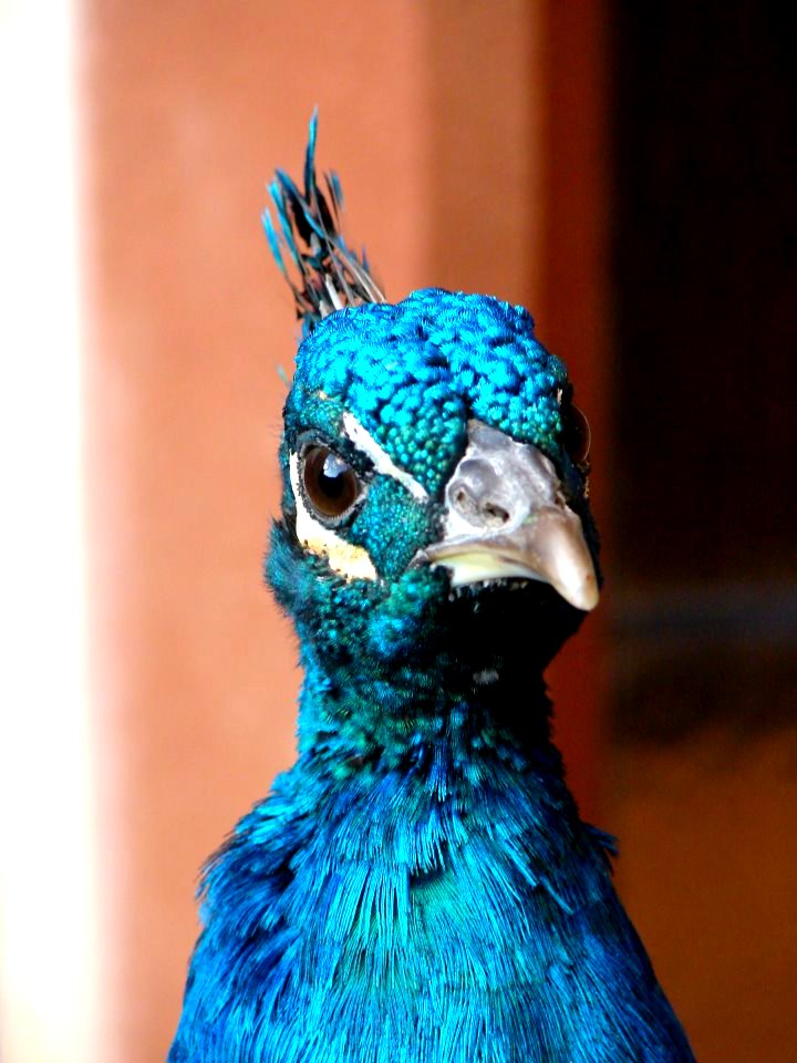 loveisspeed.......: Powis Castle is a medieval castle, fortress and ...